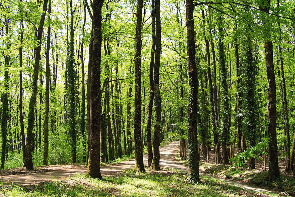 La Foresta Demaniale del Taburno - Campania Bellezza del Creato