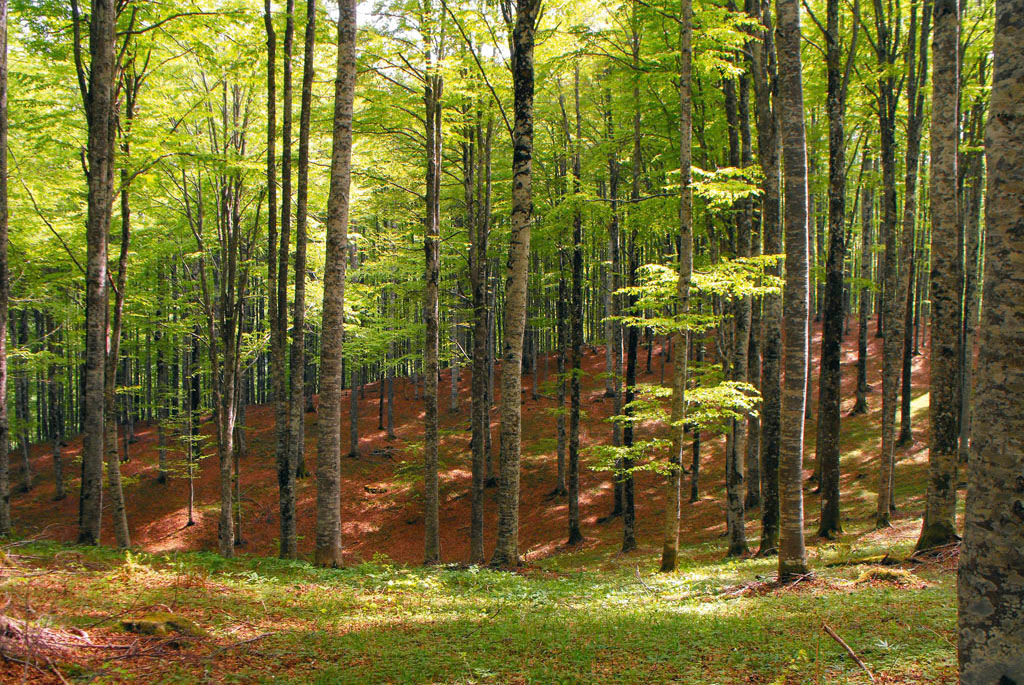 La Foresta Demaniale del Taburno - Campania Bellezza del Creato